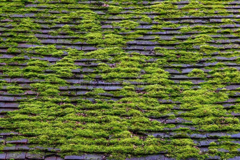 Moss and roof tiles stock image. Image of roofs, december - 204640017
