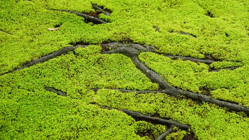 Moss and roots stock image. Image of hair, abstract, fresh - 71372249