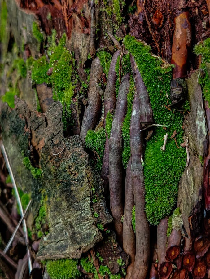 Moss on the Root of a Sago Tree Stock Image - Image of forestfloor ...