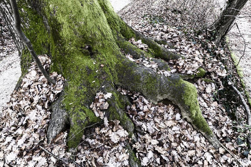 Moss on roots of the tree stock photo. Image of grown - 264912922