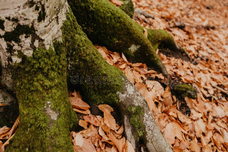 Moss on the Roots of a Tree in the Forest in Autumn Stock Image - Image ...