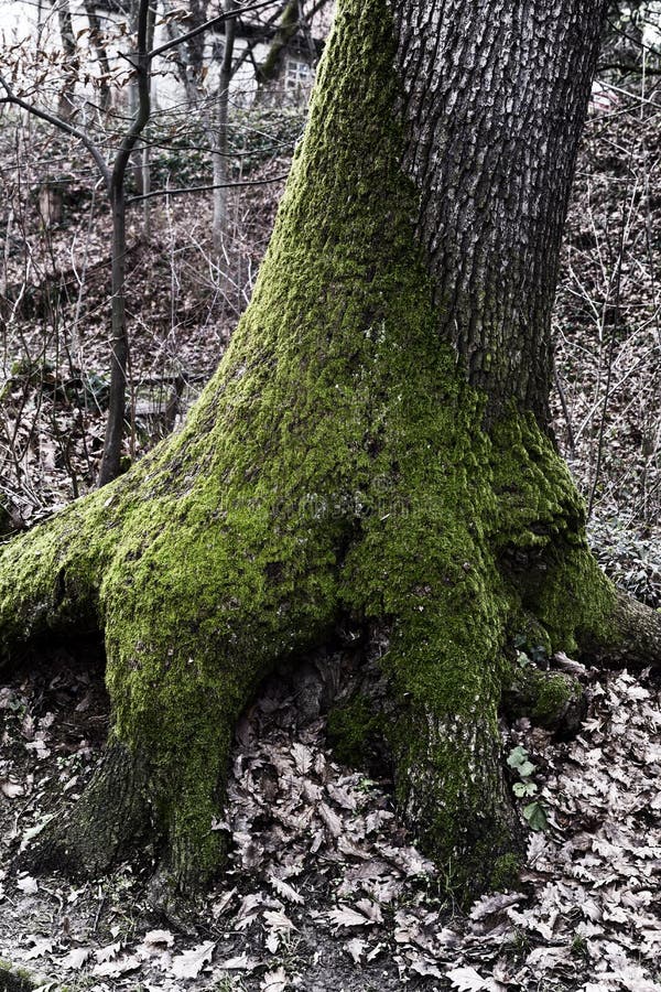Moss on roots of the tree stock photo. Image of moss - 264912976