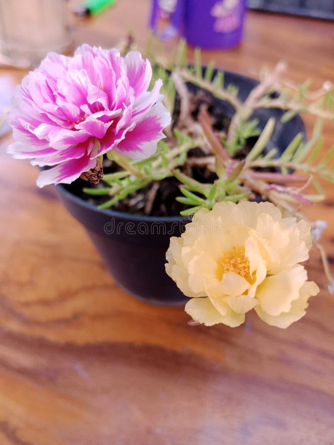 Moss Rose is Also Called Nine O& X27;clock Flowers Stock Photo - Image ...