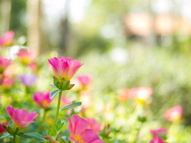 Moss Rose, Beautiful Colors of Flowers. Stock Image - Image of ...