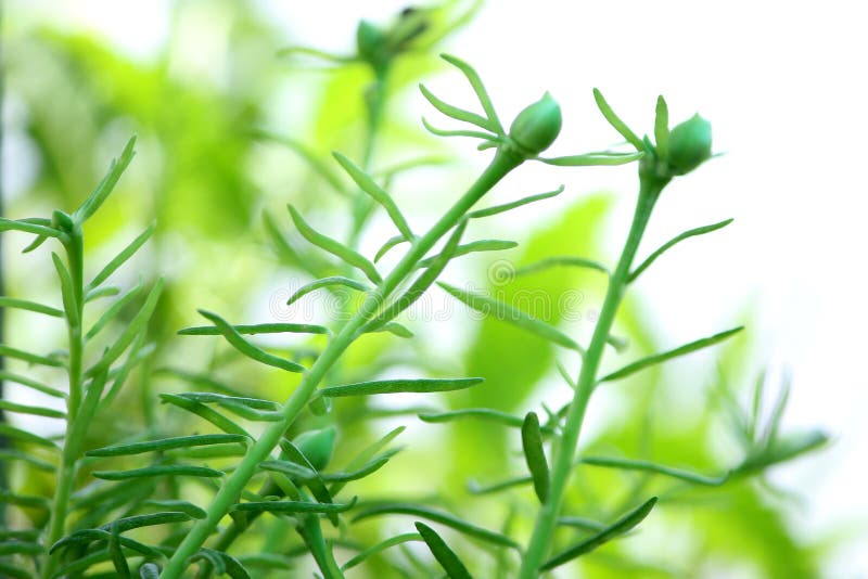 Moss rose flower plant stock image. Image of covering - 196131093