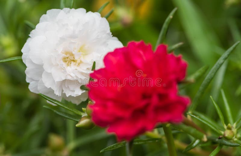 Moss Rose Flowers stock image. Image of common, little - 95154707