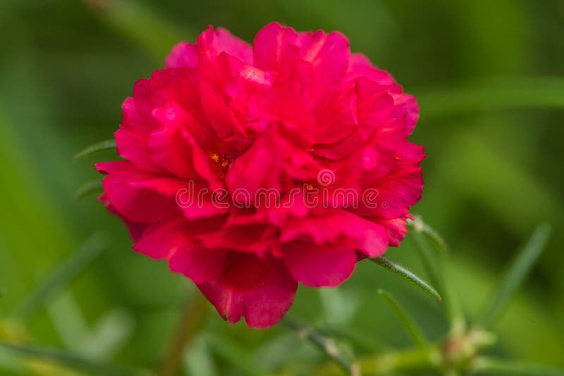 Moss Rose Flowers stock photo. Image of portulace, hogweed - 95156556