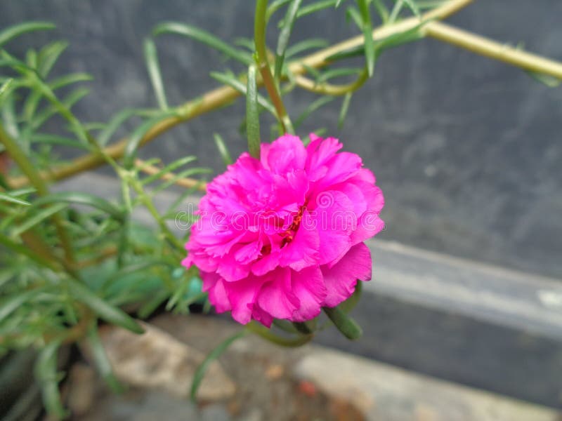 Moss Rose Pink in Color Black Background Stock Photo - Image of ...