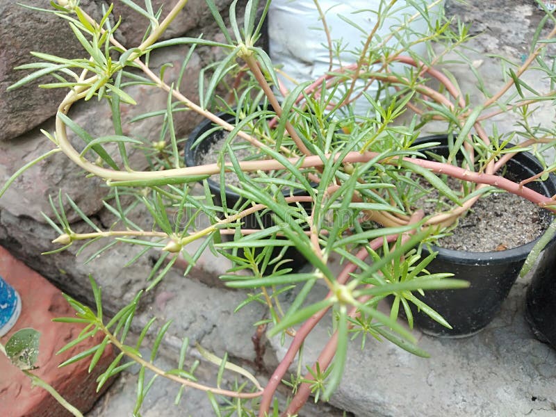 Moss Rose plant stock photo. Image of moss, plant, shrub - 256391380