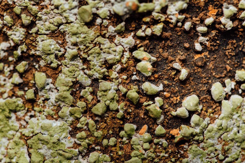 Moss and Rust with Mold. Background. Stock Image - Image of grunge ...