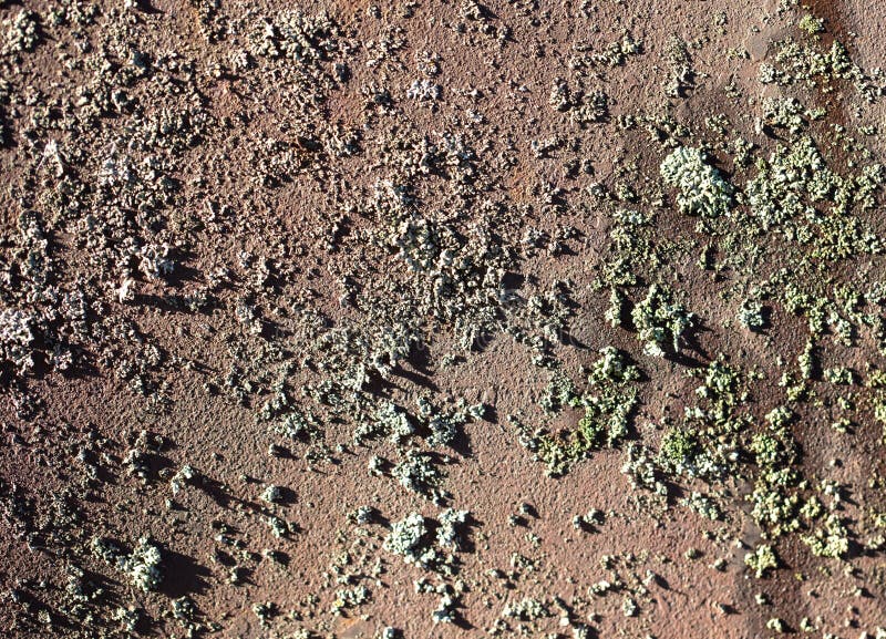 Moss on Rusty Metal As an Abstract Background Stock Photo - Image of ...