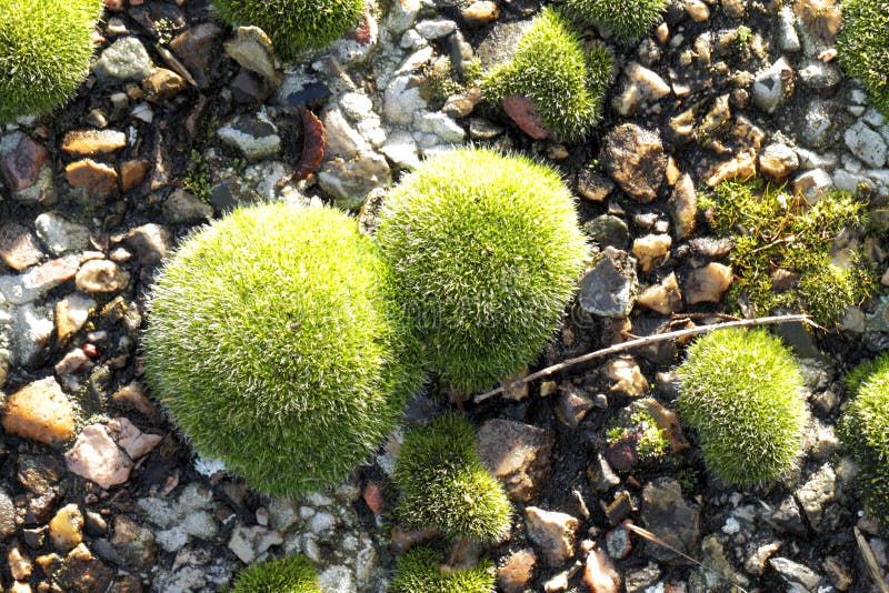Moss scene and lichens stock image. Image of brown, flora - 101558323