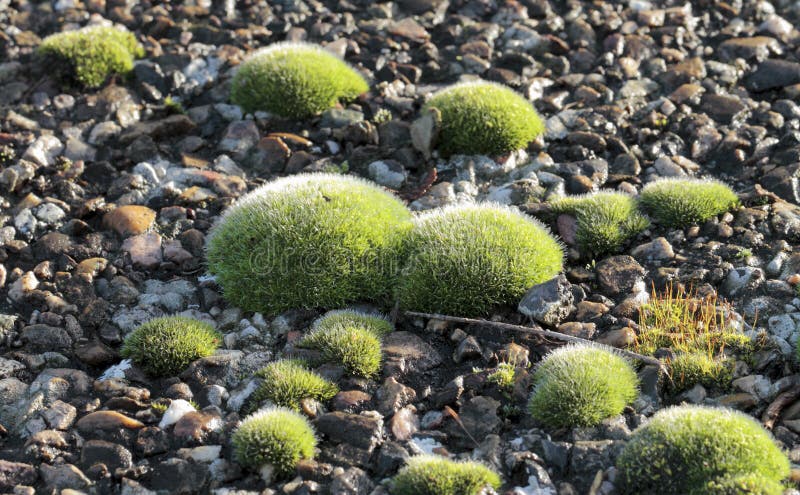 Moss scene and lichens stock image. Image of brown, flora - 101558323
