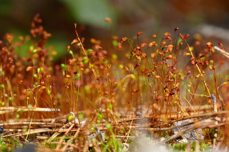 Moss seeds in the boxes stock image. Image of colorful - 67365743