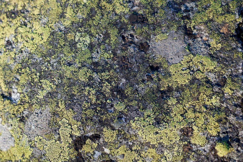 Moss on the Slope of a Rocky Mountain Stock Photo - Image of light ...