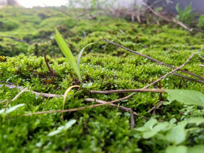 Moss and Small Fresh Plants Stock Image - Image of wildlife, tree ...