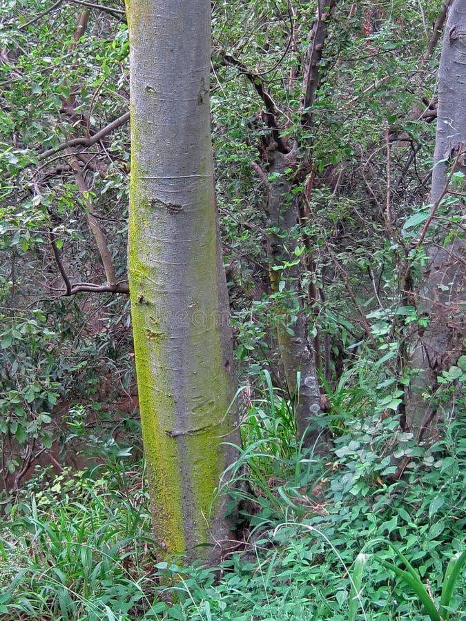 Moss on smooth tree stock image. Image of beautiful, outdoors - 92474697