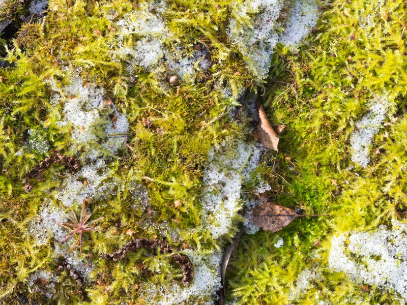 Moss and snow stock image. Image of frost, season, grass - 47405907