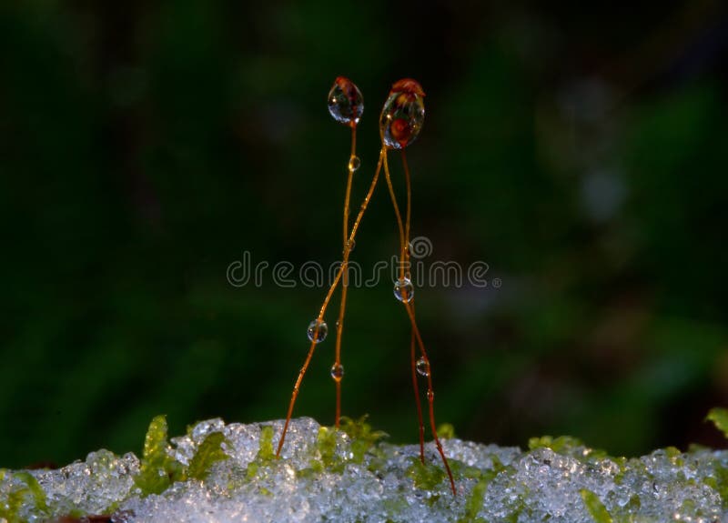 Moss in snow stock photo. Image of kindbergia, macro - 236388266