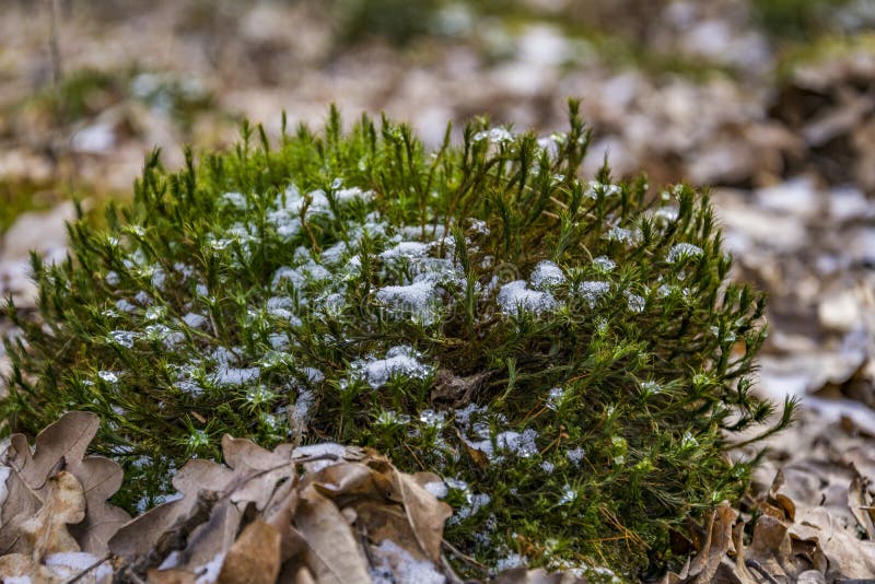 Moss with snow close up stock image. Image of soft, commune - 111777133