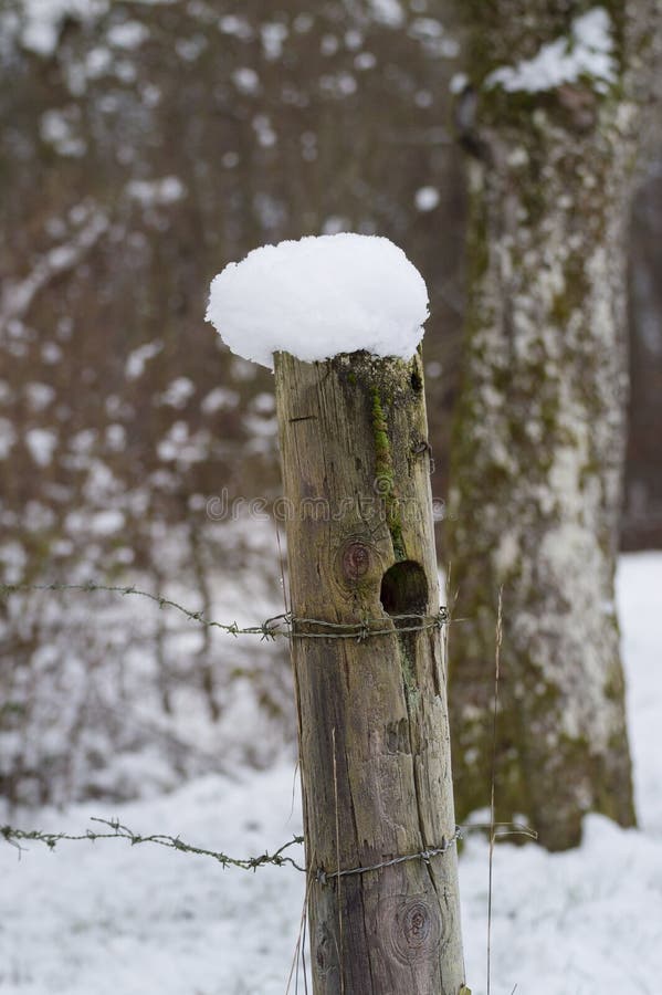 Moss and Snow Covered Fence Post with Barb Wire in Winter Stock Image ...