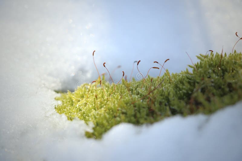Close-up Moss with Snow and Ice Stock Image - Image of color, frost ...