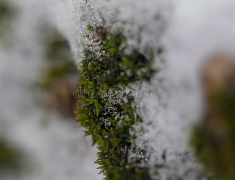 Moss in the Snow Macrophoto Stock Photo - Image of decoration ...