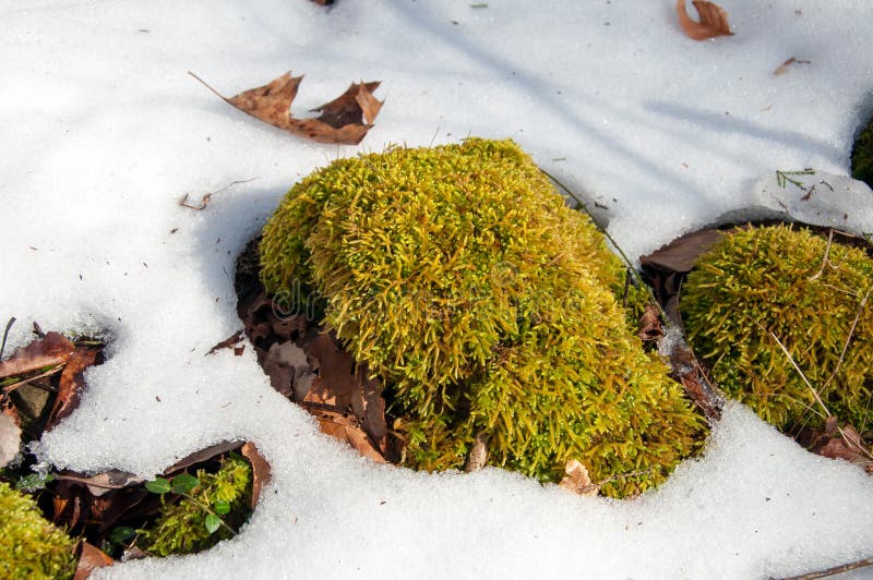 Moss in snow stock image. Image of green, spring, winter - 66669103