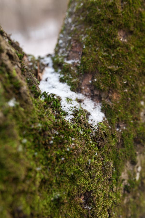 Moss with snow on tree stock photo. Image of macro, cold - 75491062