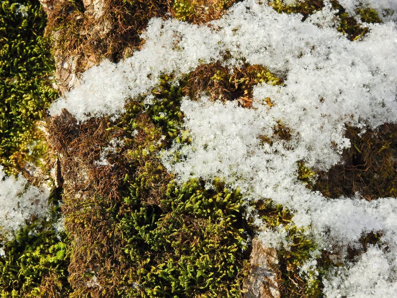 Moss, snow and wood stock image. Image of tree, snow - 205701231