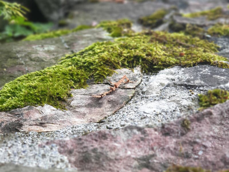 Moss Stone in Fresh Green and Delicate Stone Colors. Stock Image ...