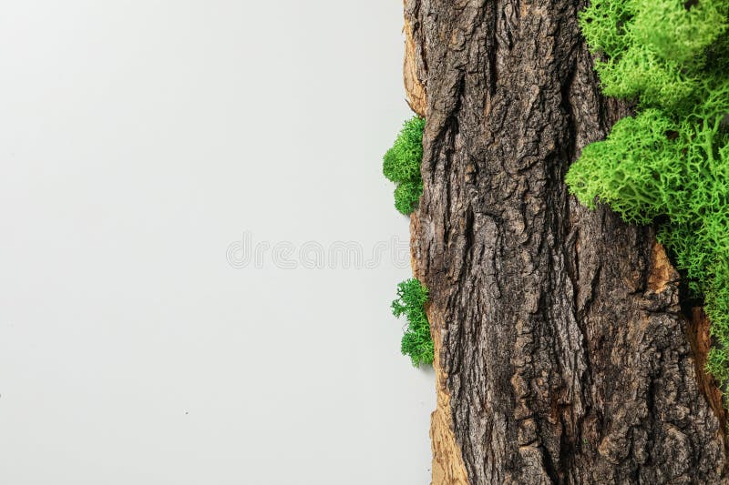 Moss, Space for Text, Concept of Different Backgrounds Stock Image ...