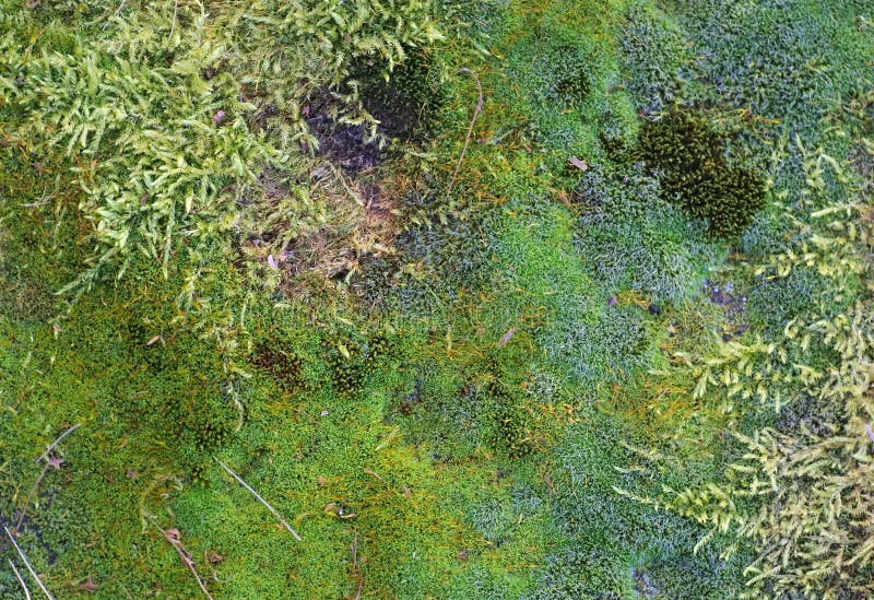 Moss Species Top View stock photo. Image of different - 52216082