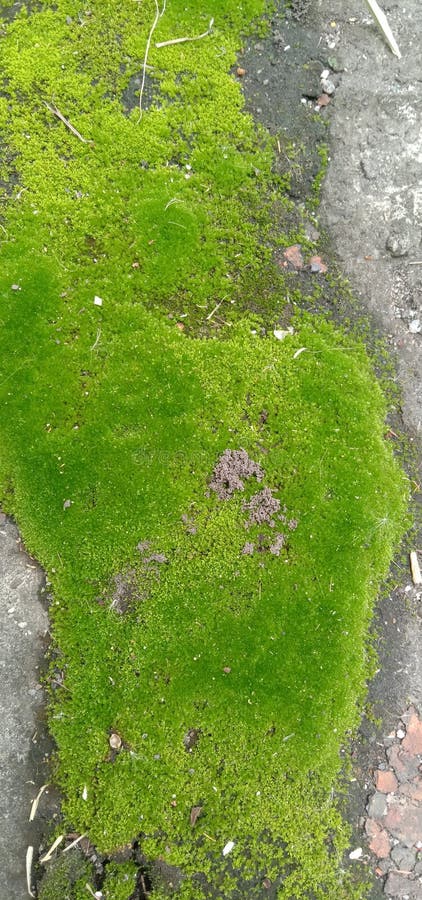 The Moss Spesiess stock image. Image of ganggang, warehouse - 304633915