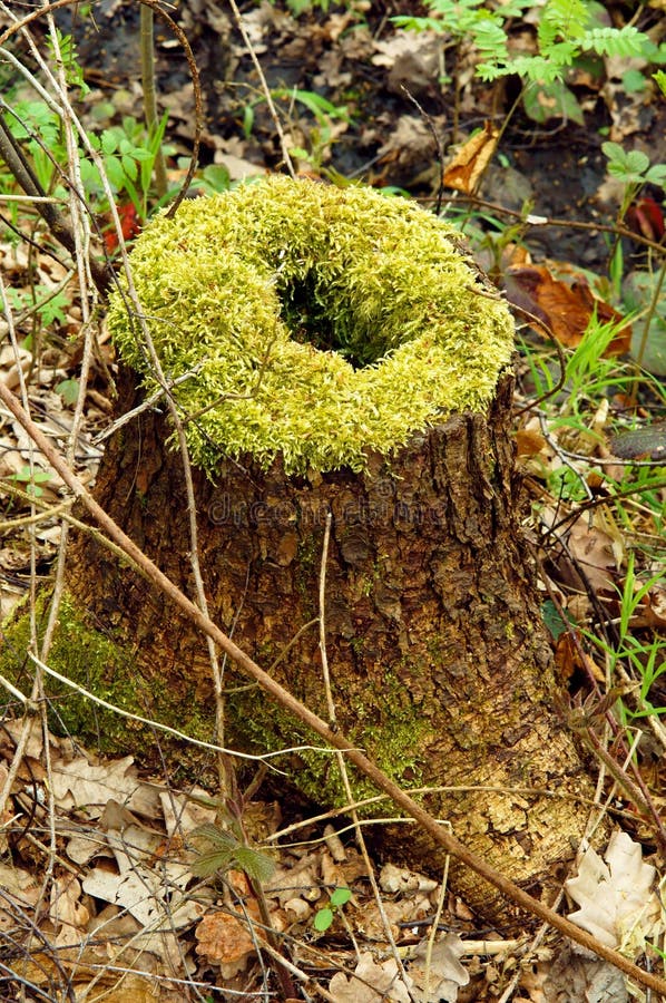 Moss, Sphagnum, Lichens, Stump, Snag, Cut Down, Old, Tree Stock Image ...
