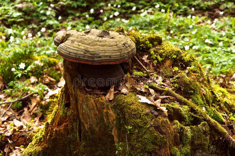 Moss, Sphagnum, Lichens, Stump, Snag, Cut Down, Old, Tree Stock Photo ...