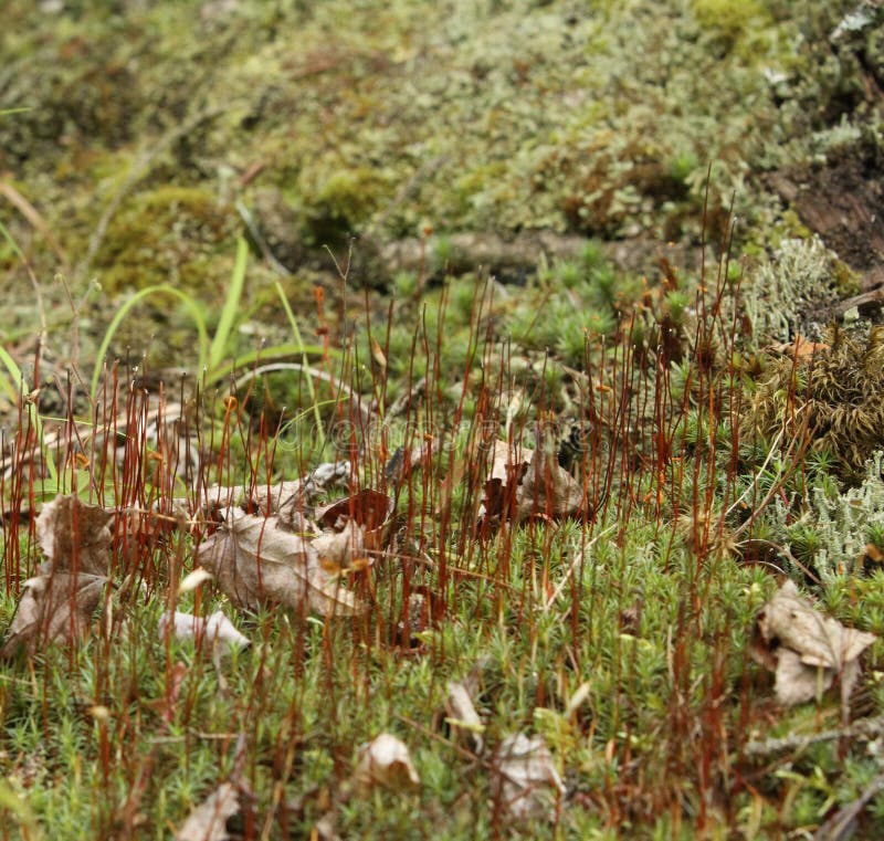 Moss with Spores and Dead Leaves in a Forest Background Stock Photo ...