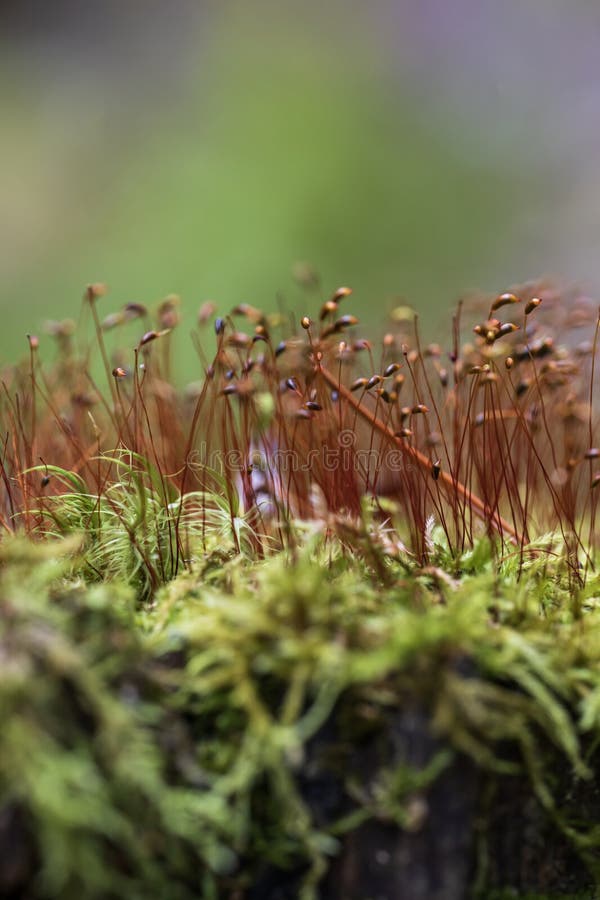 Moss spores in the forest stock photo. Image of nature - 294345596