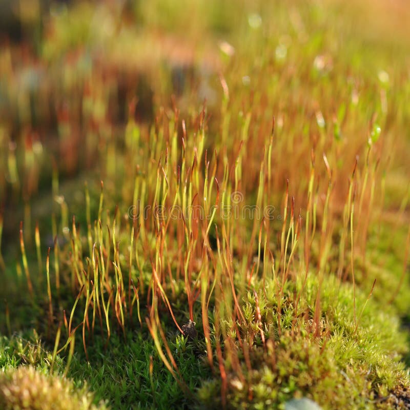 Moss with spores stock photo. Image of nature, botanical - 38673708