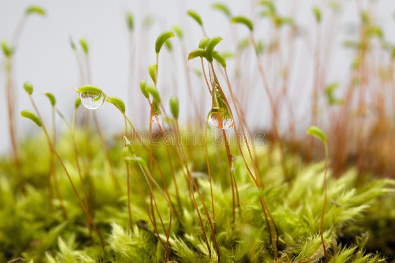 Moss Spores with Water Droplets Stock Photo - Image of nature, detail ...