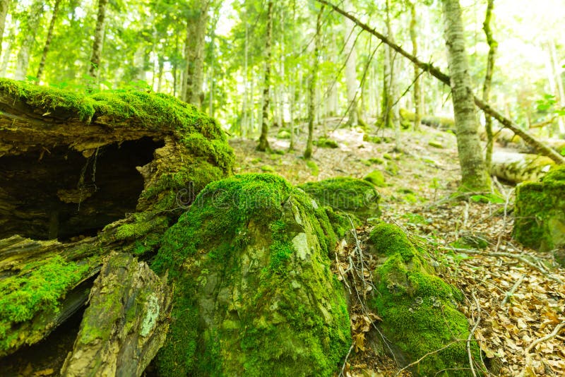 Moss in the spring forest stock image. Image of hill - 45242345