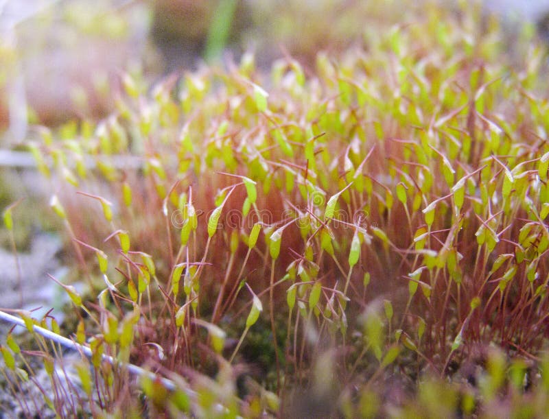 Moss in spring forest stock image. Image of plant, yellow - 287774015
