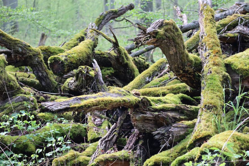 Moss in Spring stock image. Image of edges, forest, biotope - 377275457