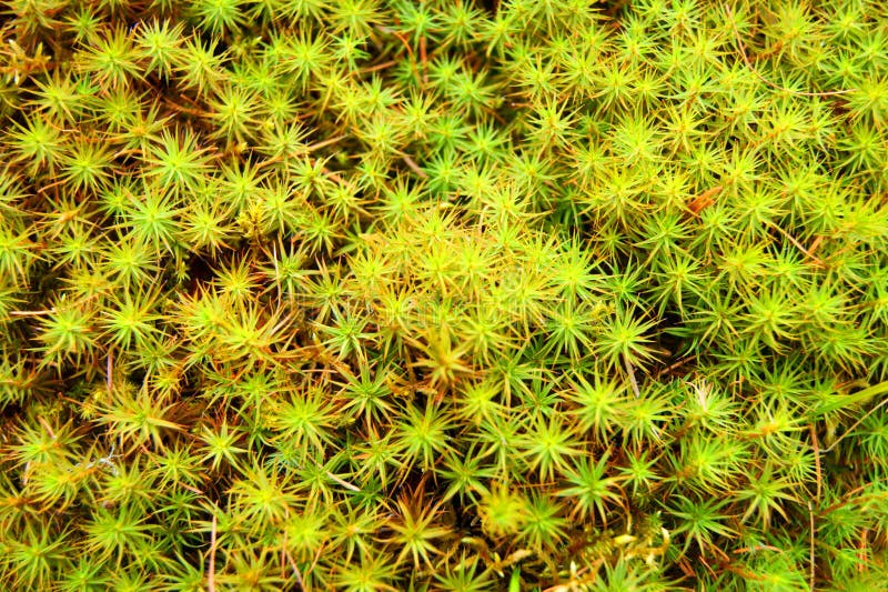 Moss in spring wood stock photo. Image of herb, weed - 30832016