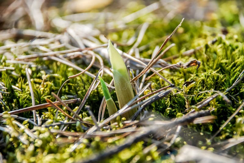 Moss and Sprouts in the Forest Stock Photo - Image of april, summer ...