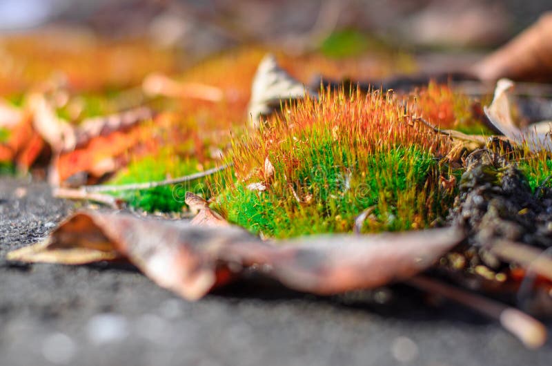 Moss sprouts. stock image. Image of park, beauty, lush - 37895857