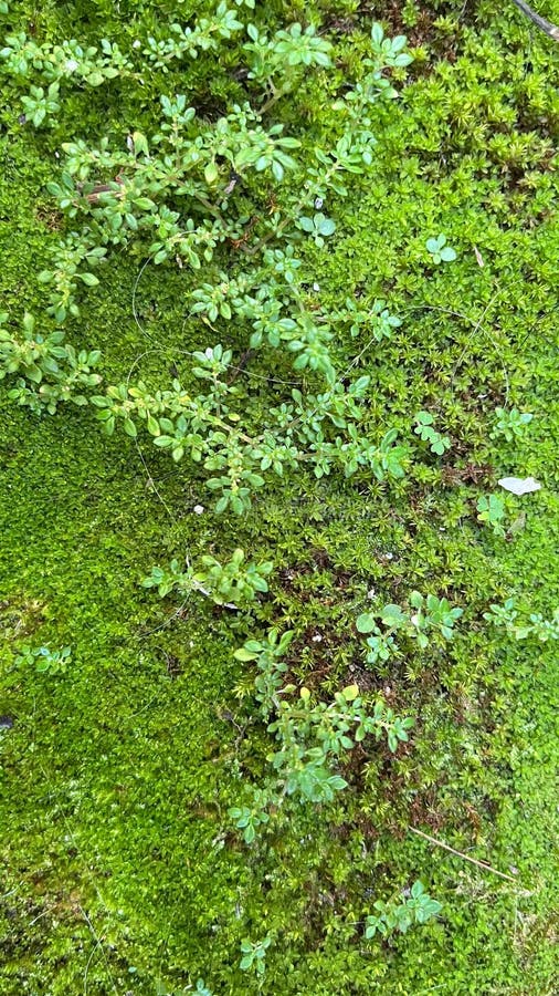Moss and Sprouts: Life on the Forest Floor Stock Image - Image of green ...
