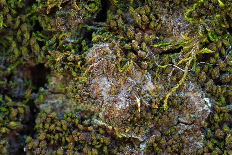 938 Moss Sprouts Stock Photos - Free & Royalty-Free Stock Photos from ...