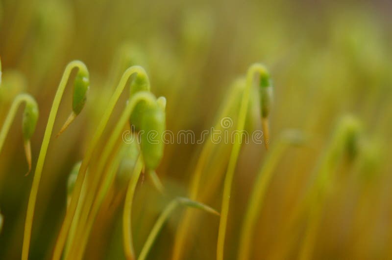 Moss sprouts in Spring stock image. Image of success - 29282657