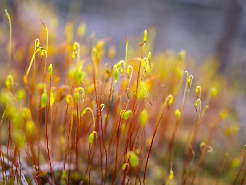 Moss stalks in spring stock photo. Image of environment - 179523580